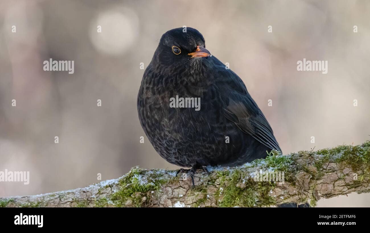 bird, natur, wild lebende tiere, tier, spatz, schnabel, wild, feather ...