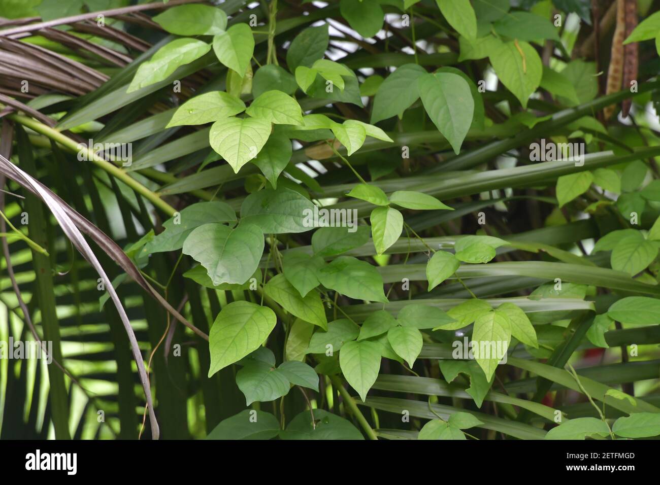 Tropical flora thriving during the monsoonal wet season of Tiwi islands ...
