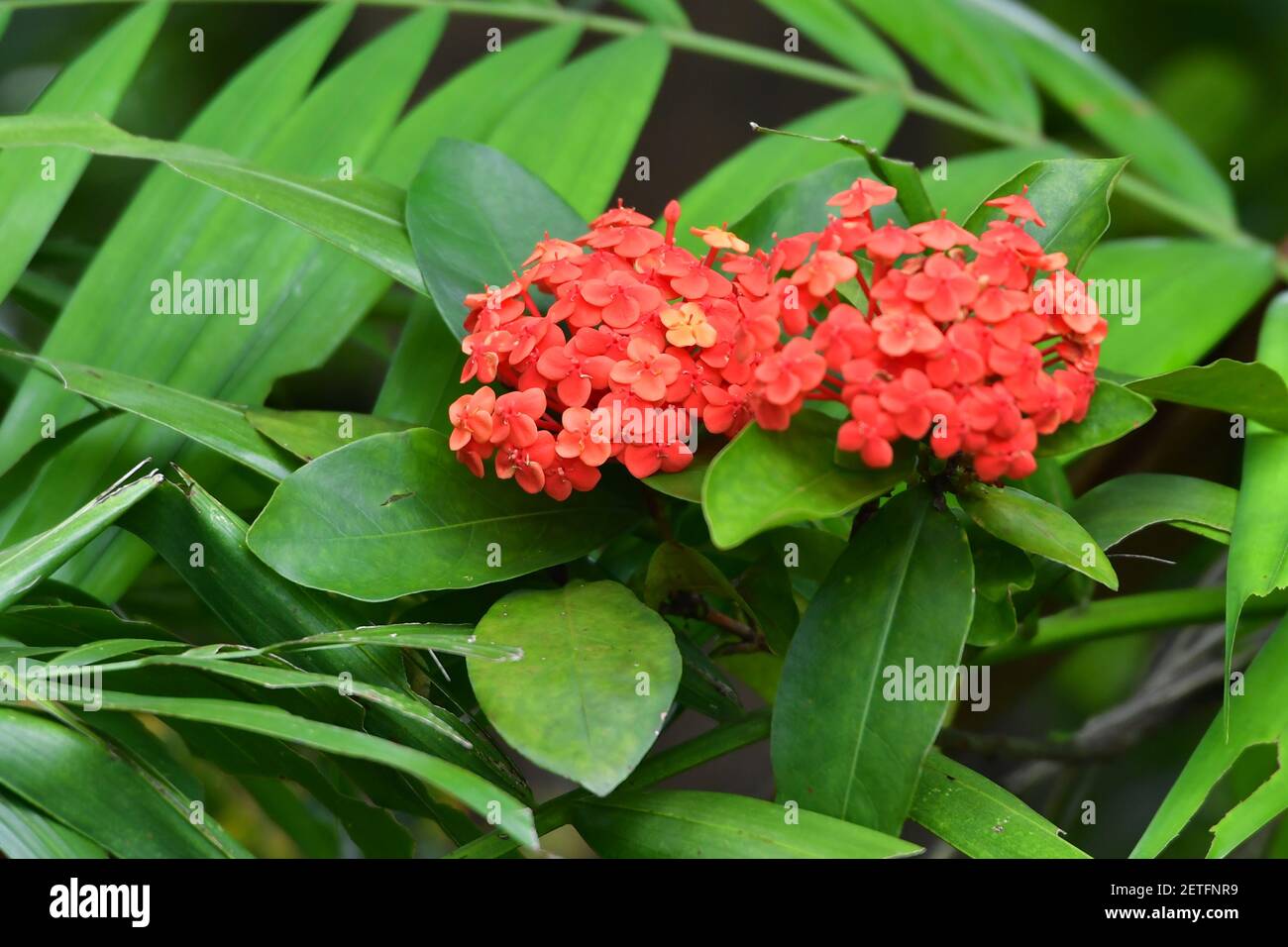 Tropical flora flowering during the monsoonal wet season of Tiwi ...