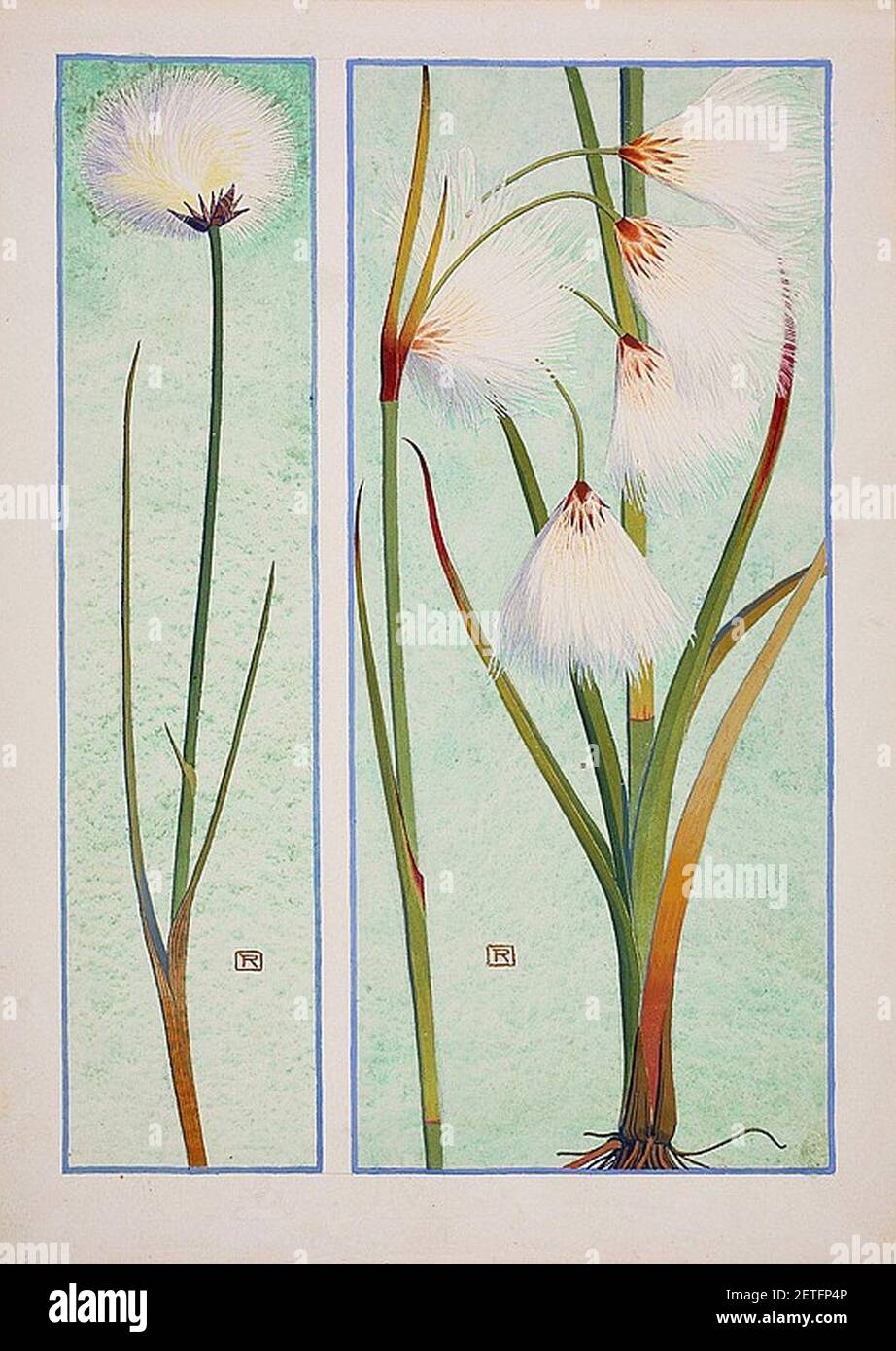 Philippe Robert - Eriophorum Stock Photo - Alamy