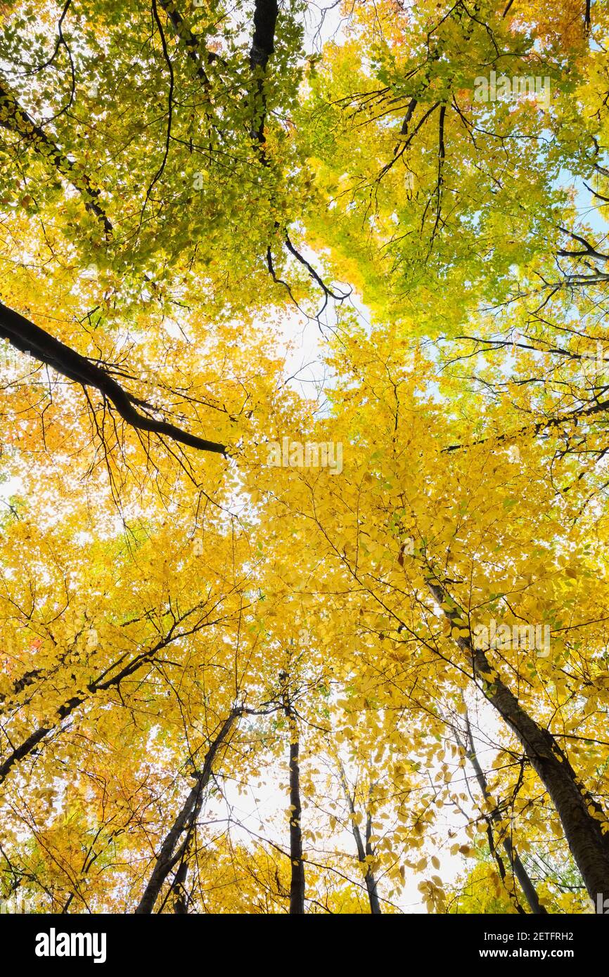 Bright and towering trees looking up hi-res stock photography and ...