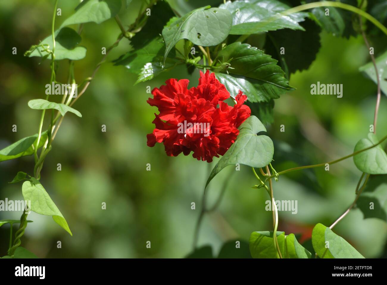 Tropical flora flowering during the monsoonal wet season of Tiwi ...