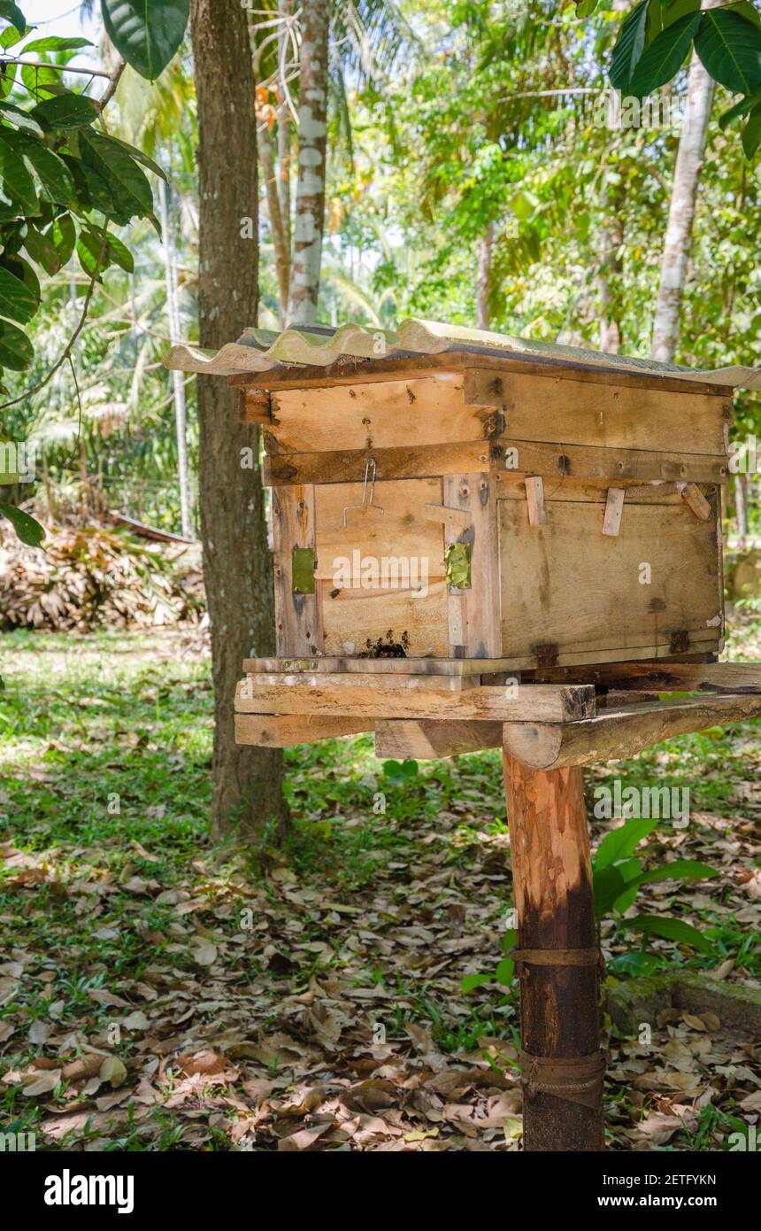 Apiary Made from Wooden Box for Honey Bee House in Tropical Natural ...
