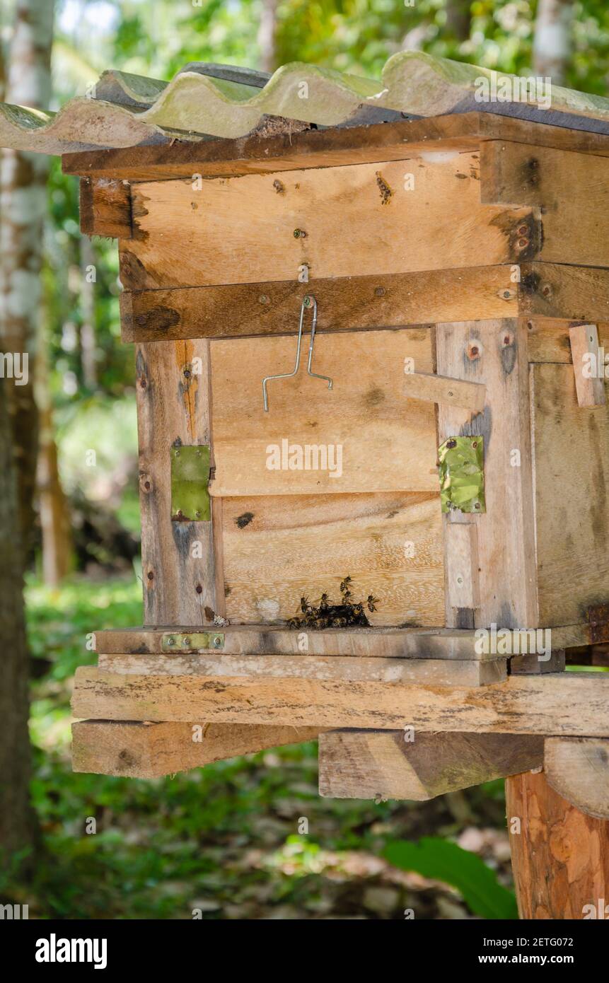 Apiary Made from Wooden Box for Honey Bee House in Tropical Natural ...