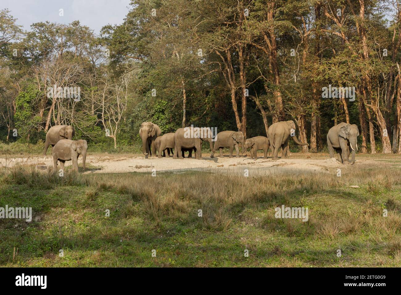 Asian elephant herd walking hi-res stock photography and images - Alamy