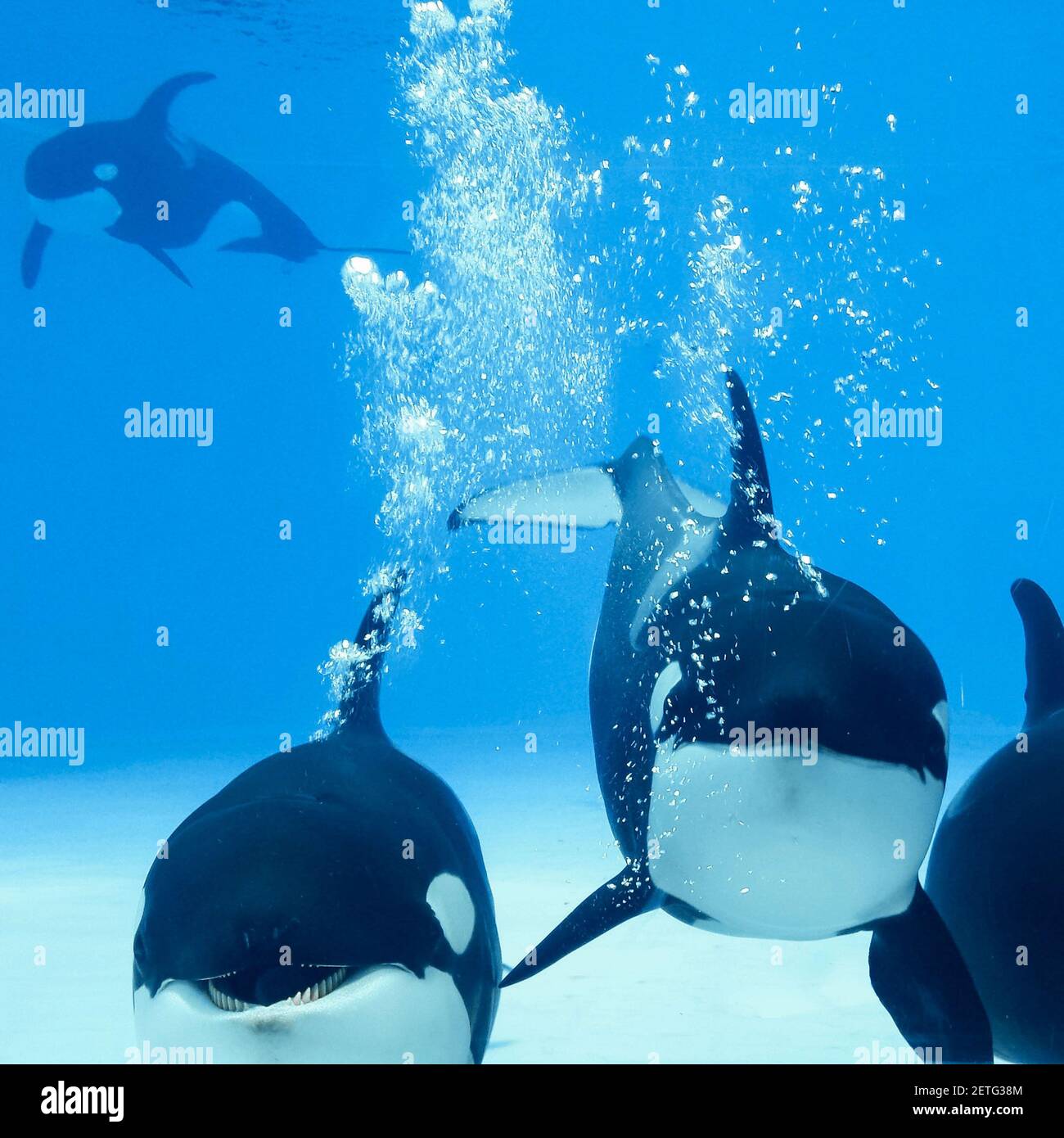 (170224) -- ZHUHAI, Feb. 24, 2017 (Xinhua) -- Photo taken on Feb. 24 ...