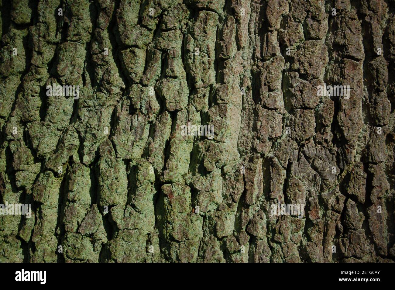 Oak tree bark The gnarled and mossy bark of an aged oak tree Stock ...