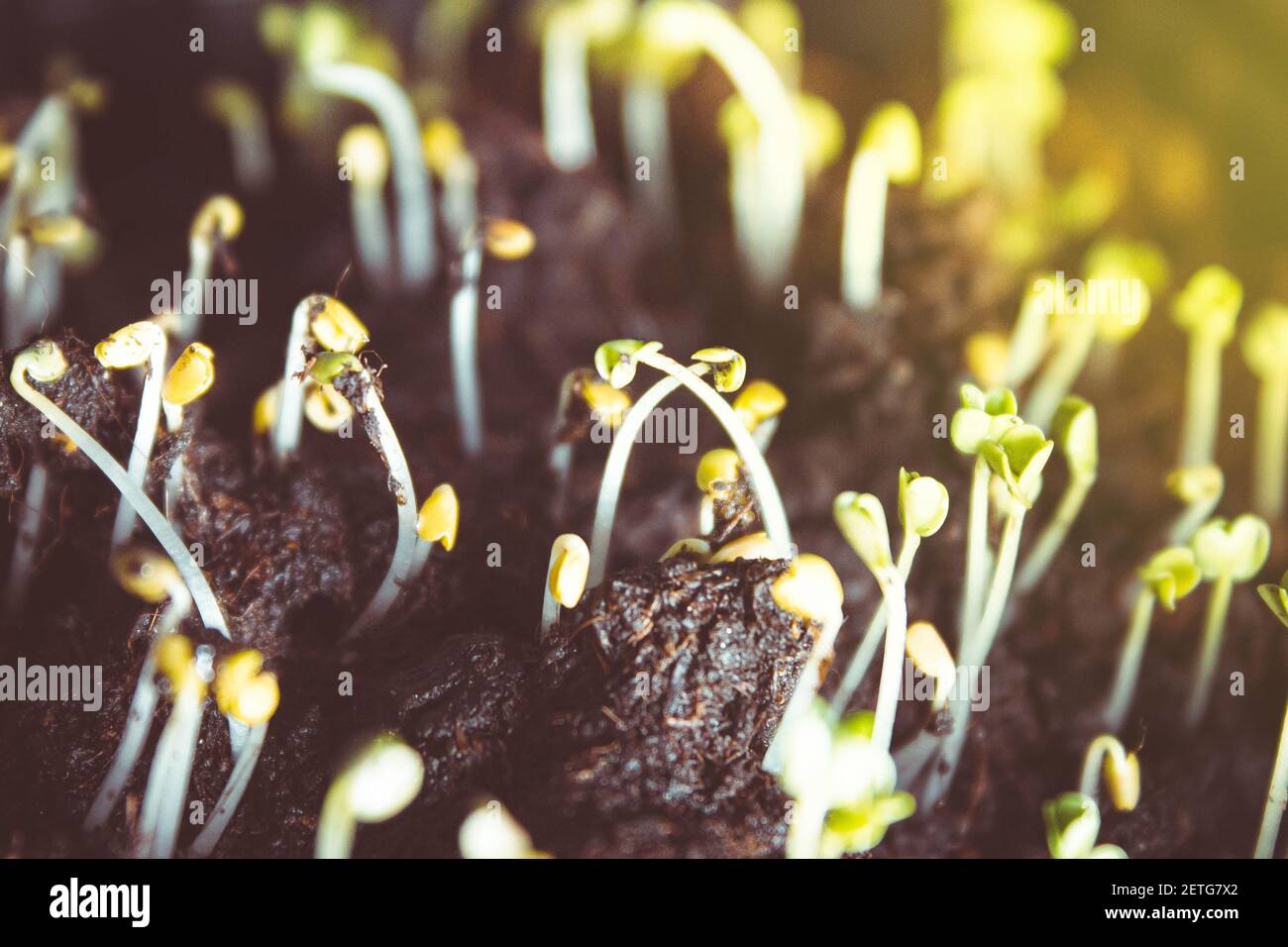 Seedling growing towards light hi-res stock photography and images - Alamy