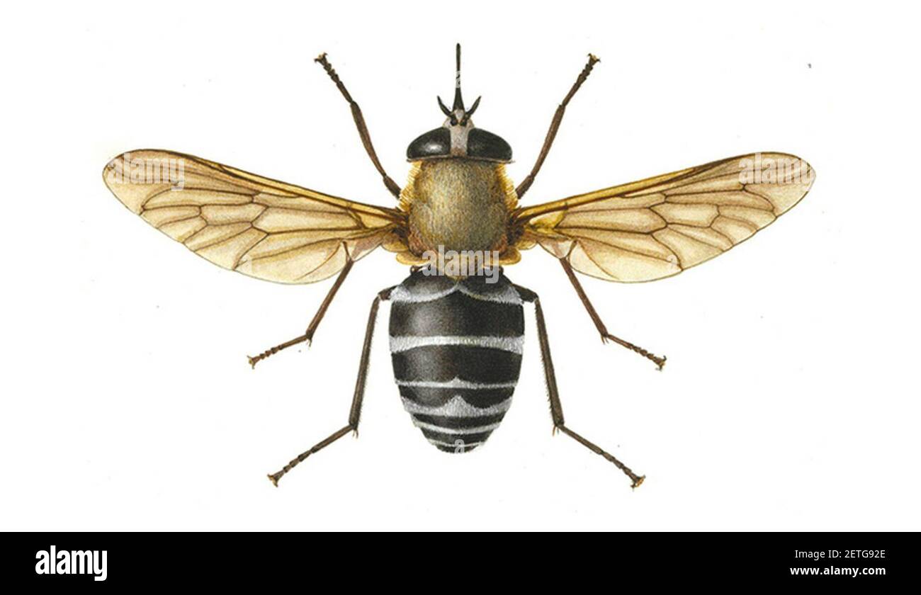 Grace edwards hi-res stock photography and images - Alamy