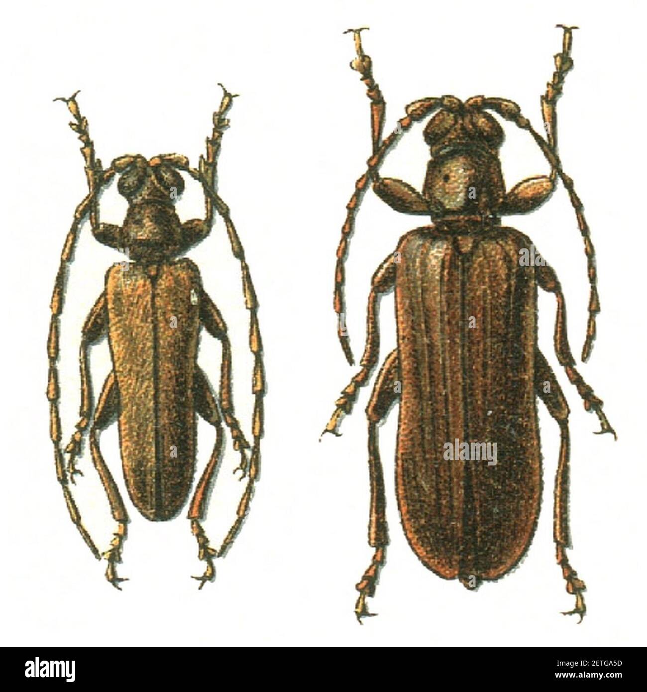 Philus hi-res stock photography and images - Alamy