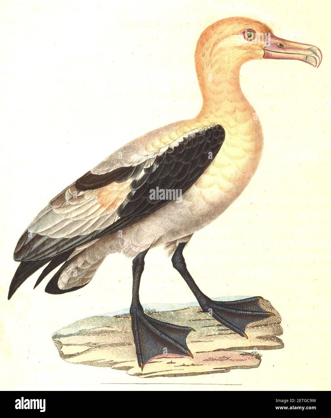 Albatrus hi-res stock photography and images - Alamy