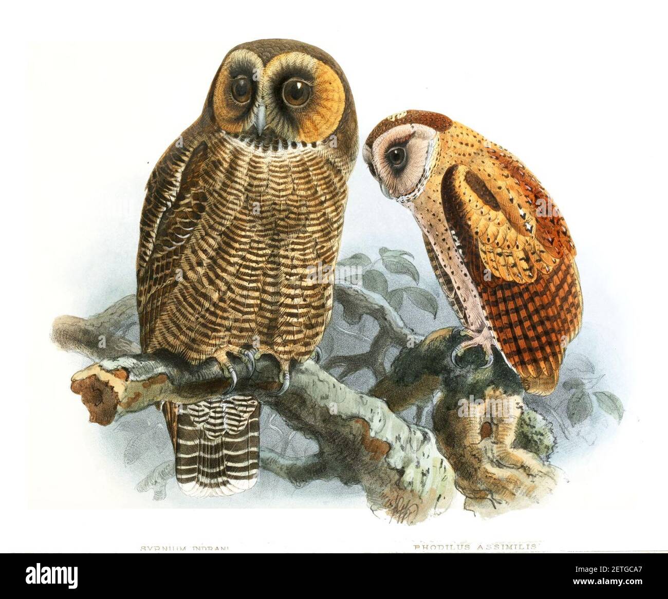 Phodilus hi-res stock photography and images - Alamy
