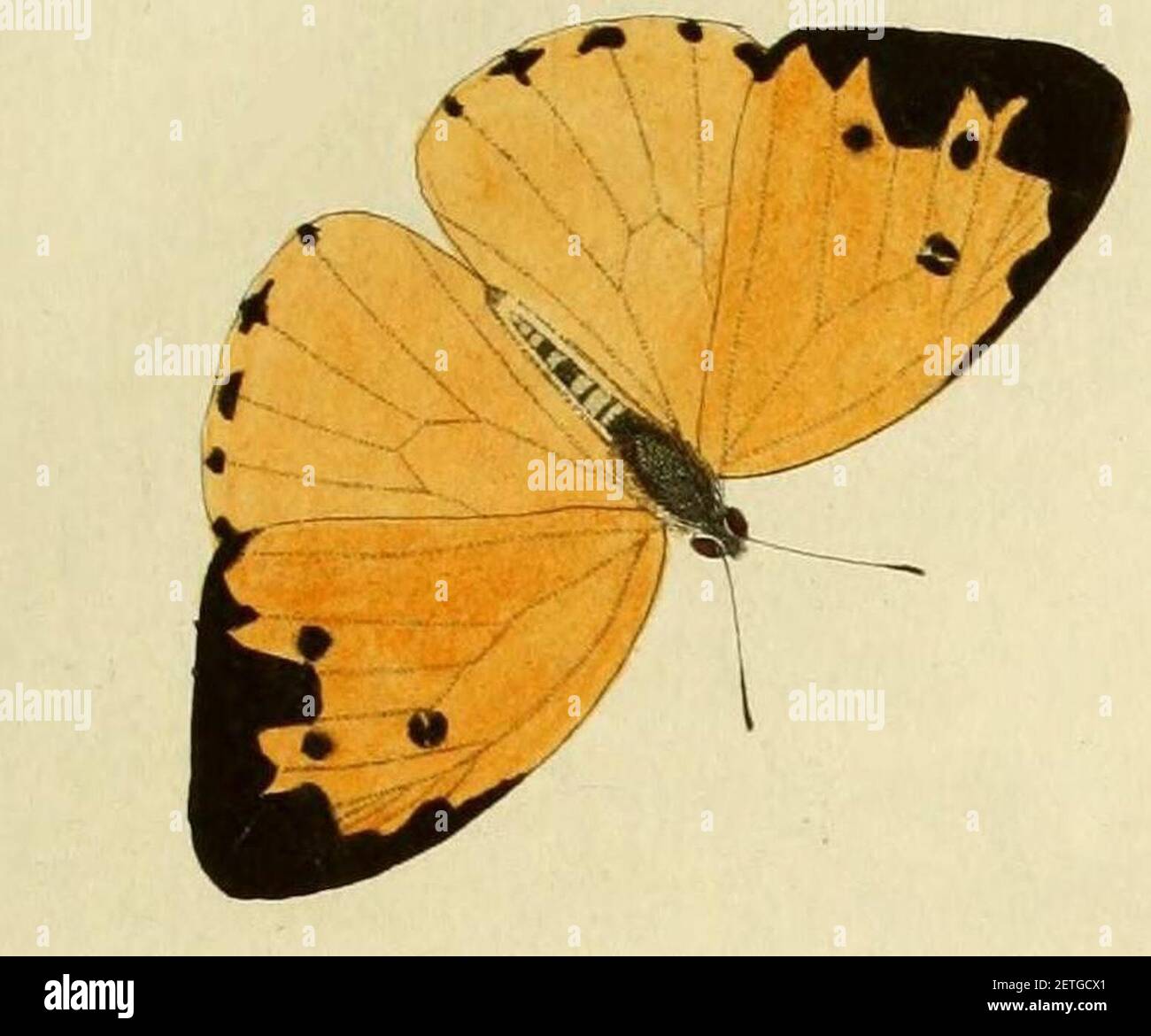 Argante hi-res stock photography and images - Alamy