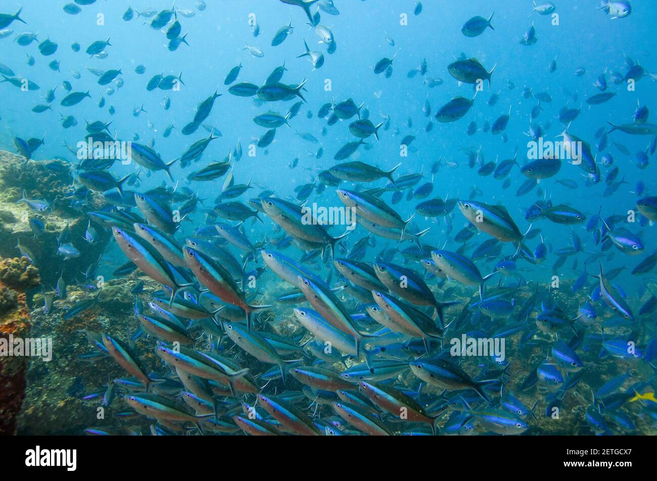 A school of striated fusilier fish in the sea Stock Photo - Alamy