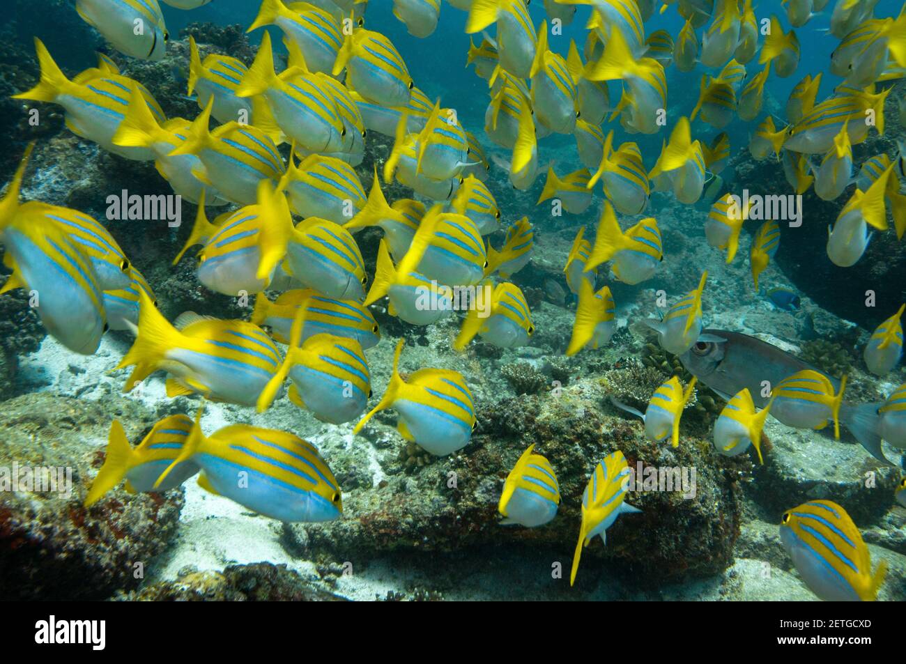 A school of Bengal snapper fish in the sea Stock Photo - Alamy
