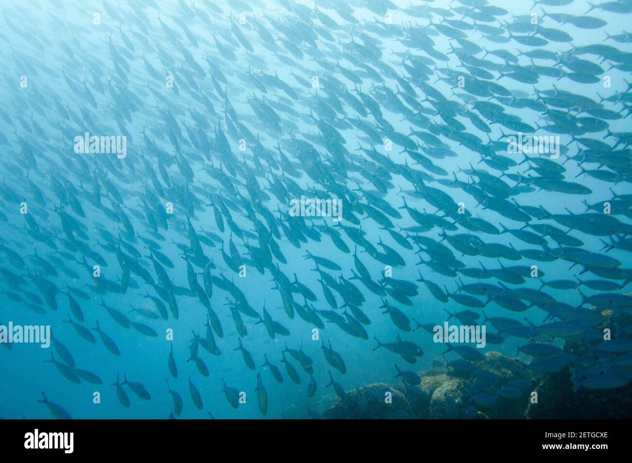 A school of striated fusilier fish in the sea Stock Photo - Alamy