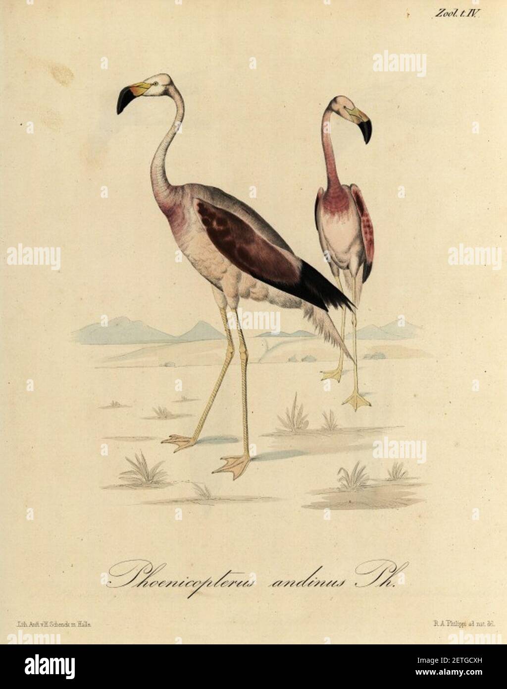 Phoenicopterus andinus Ph. - Philippi 1860 Stock Photo - Alamy