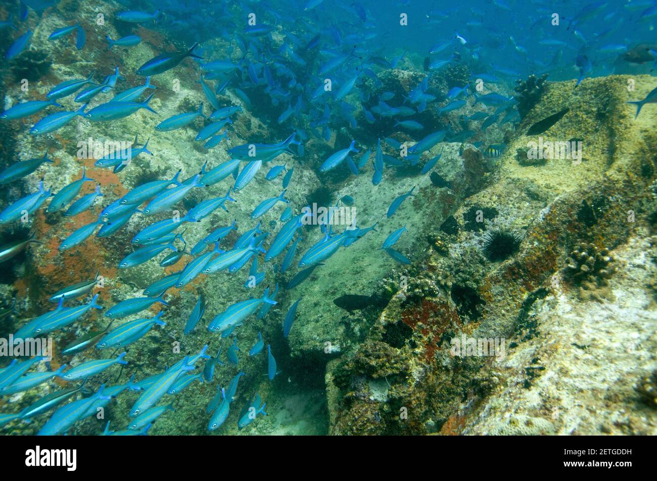 A school of striated fusilier fish in the sea Stock Photo - Alamy