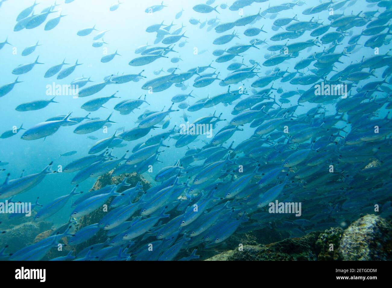 A school of striated fusilier fish in the sea Stock Photo - Alamy