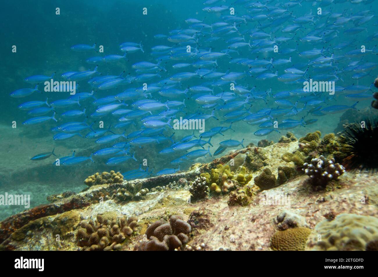 A school of striated fusilier fish in the sea Stock Photo - Alamy