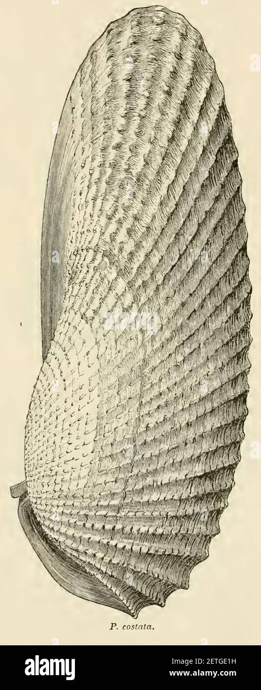 Pholas costata hi-res stock photography and images - Alamy