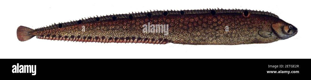 Pholis gunnellus hi-res stock photography and images - Alamy
