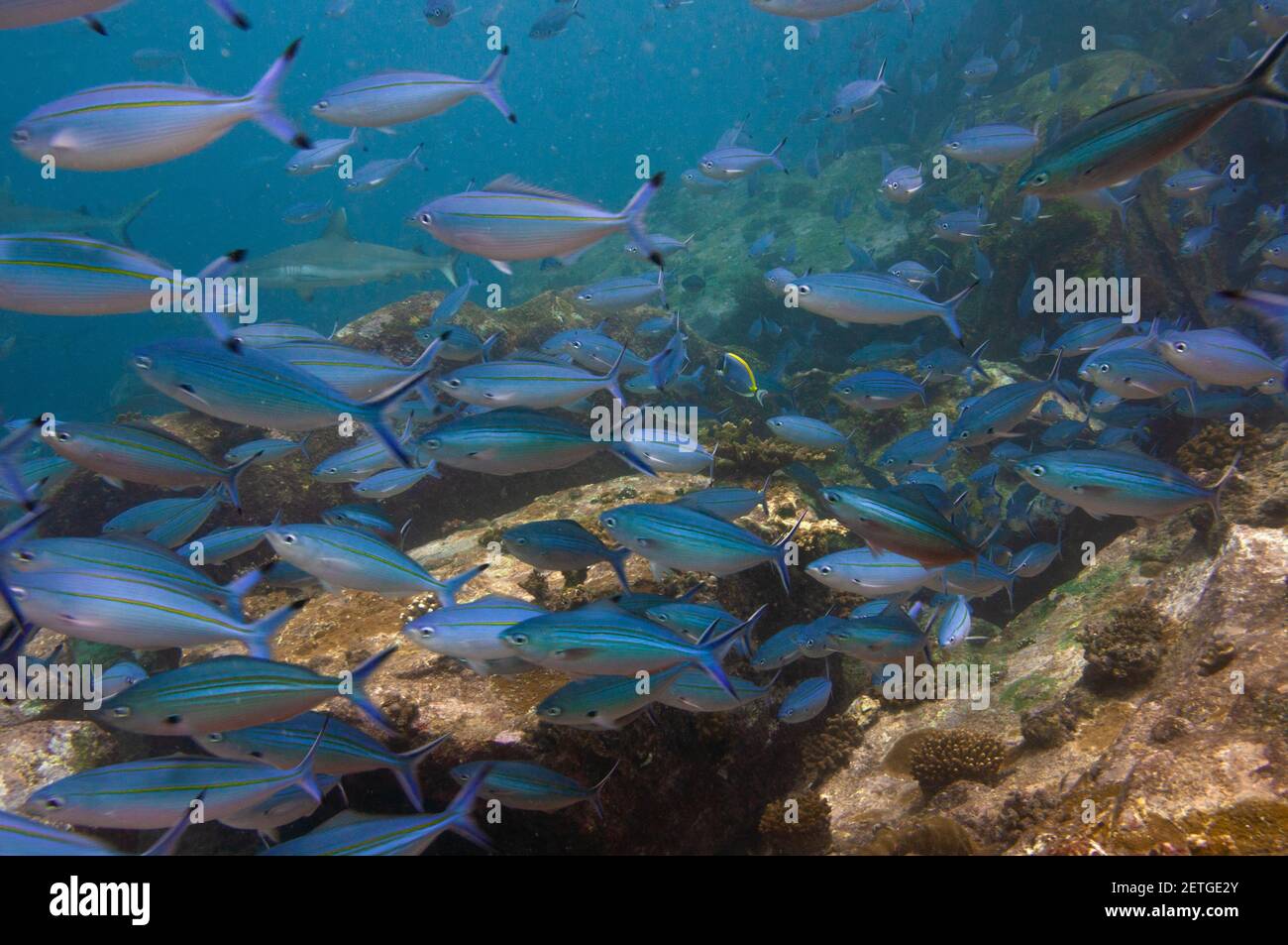 A school of striated fusilier fish in the sea Stock Photo - Alamy