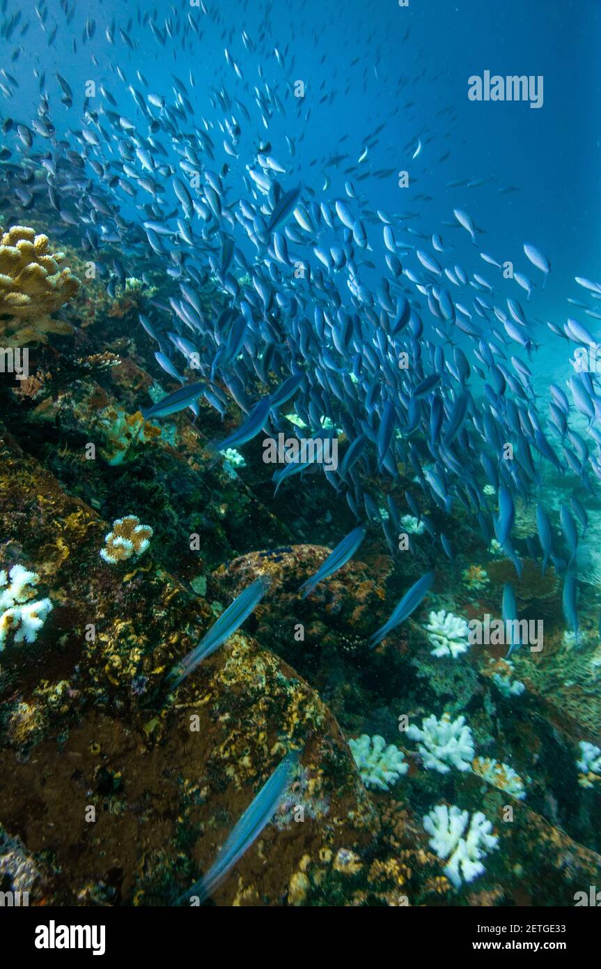 A vertical shot of a school of striated fusilier fish in the sea Stock ...