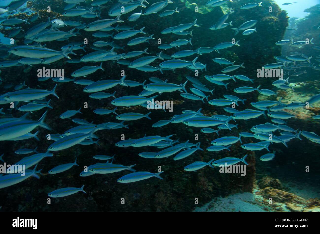 A school of striated fusilier fish in the sea Stock Photo - Alamy