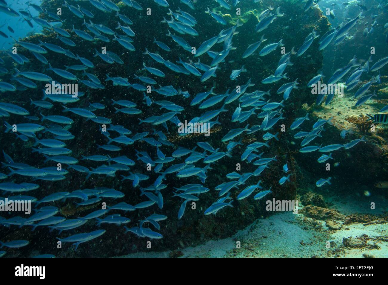 A school of striated fusilier fish in the sea Stock Photo - Alamy