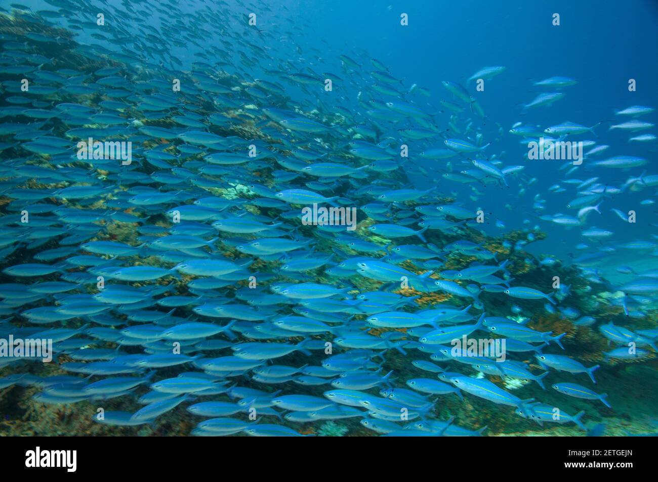 A school of striated fusilier fish in the sea Stock Photo - Alamy