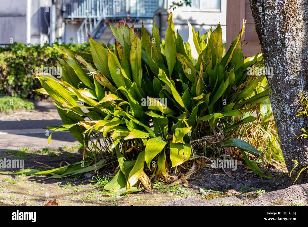 Multi leaved tree hi-res stock photography and images - Alamy