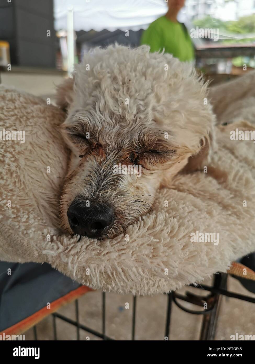 A selective focus of a dog sleeping on a soft textile surface Stock ...