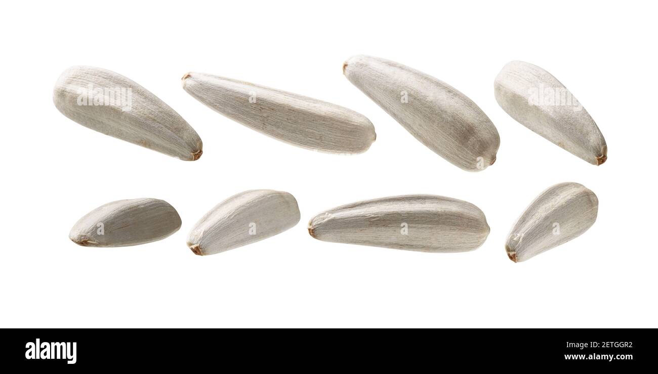 A set of white sunflower seeds. Isolated on a white background Stock ...
