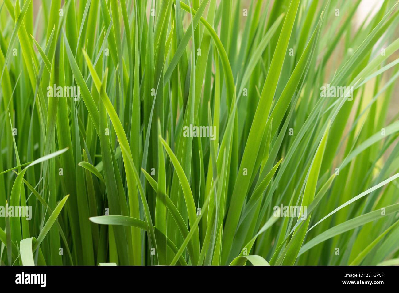 Hemerocallis fulva grass hi-res stock photography and images - Alamy