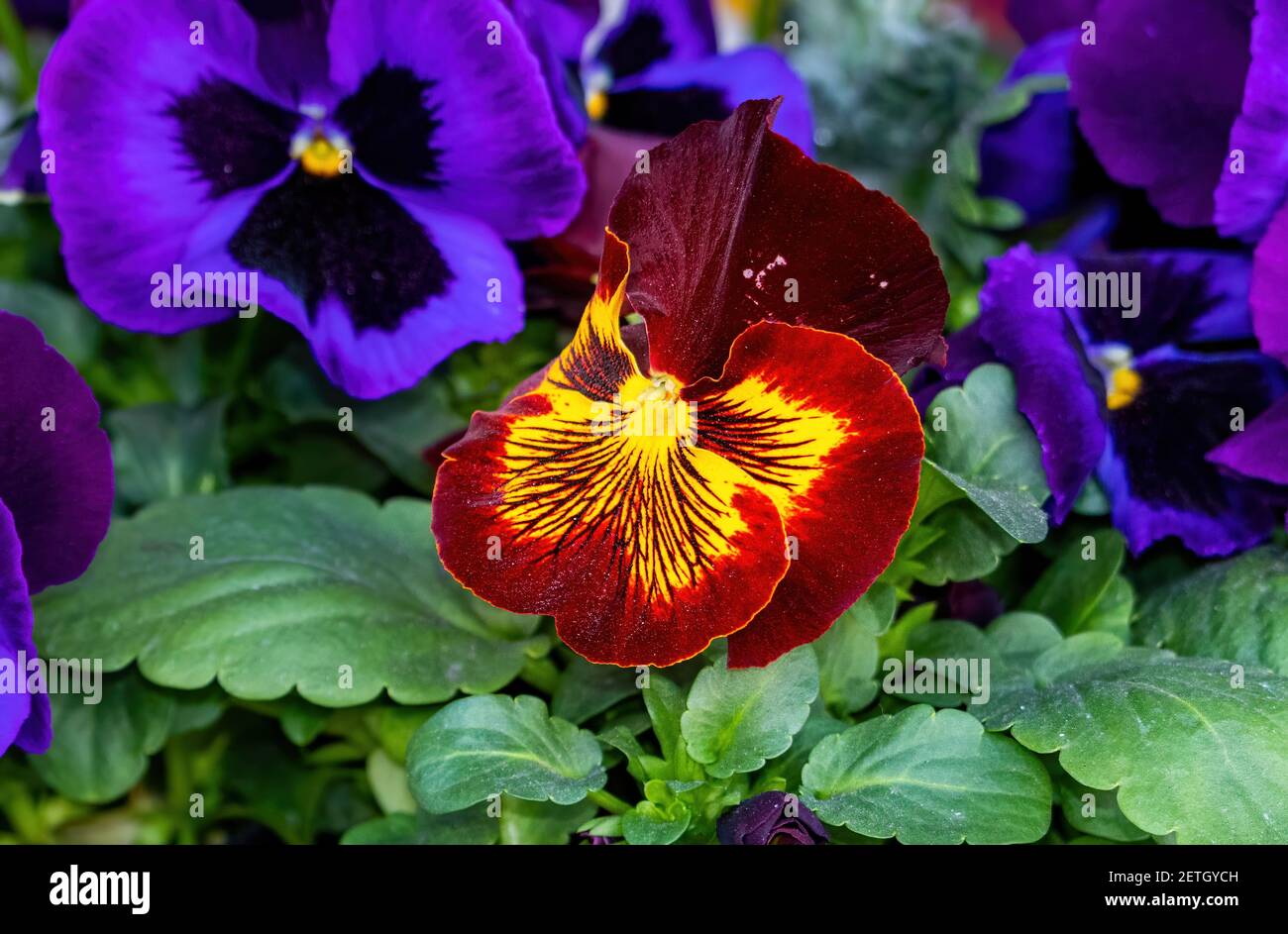 Bright yellow and red violet in a sea of purple and black ones Stock ...