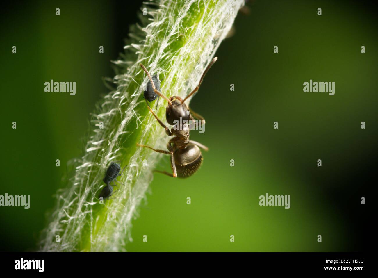 Fuzzy ant hi-res stock photography and images - Alamy