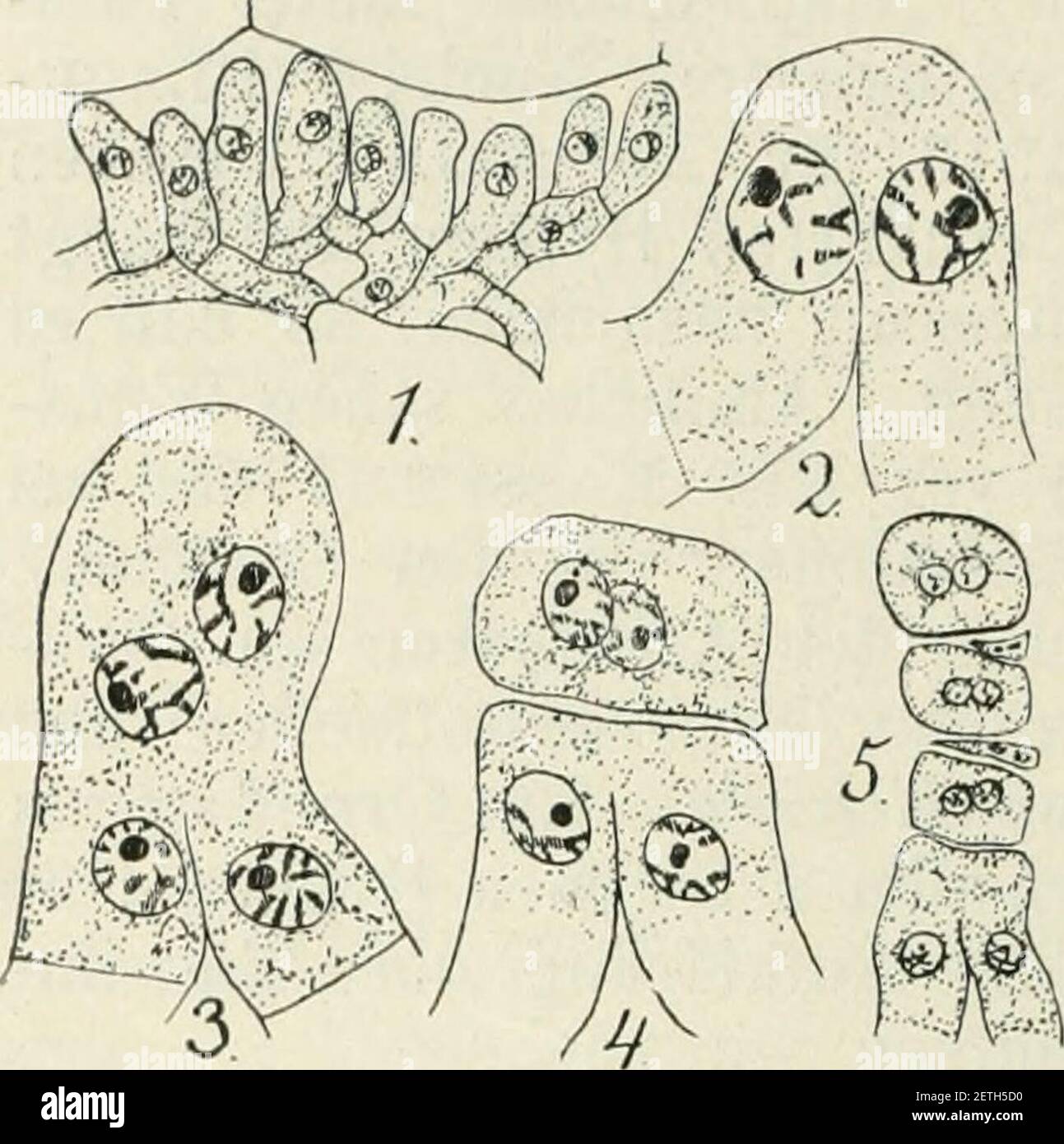 Phragmidium speciosum aecidiospore Stock Photo - Alamy