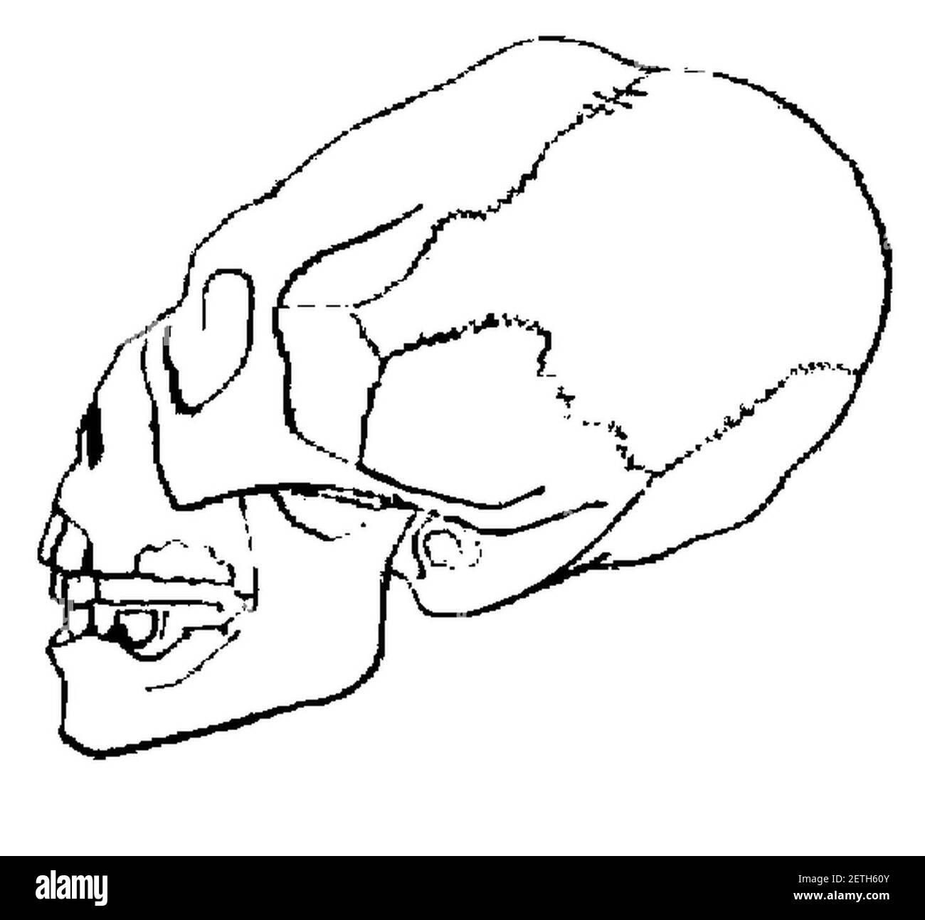 Retzius hi-res stock photography and images - Alamy