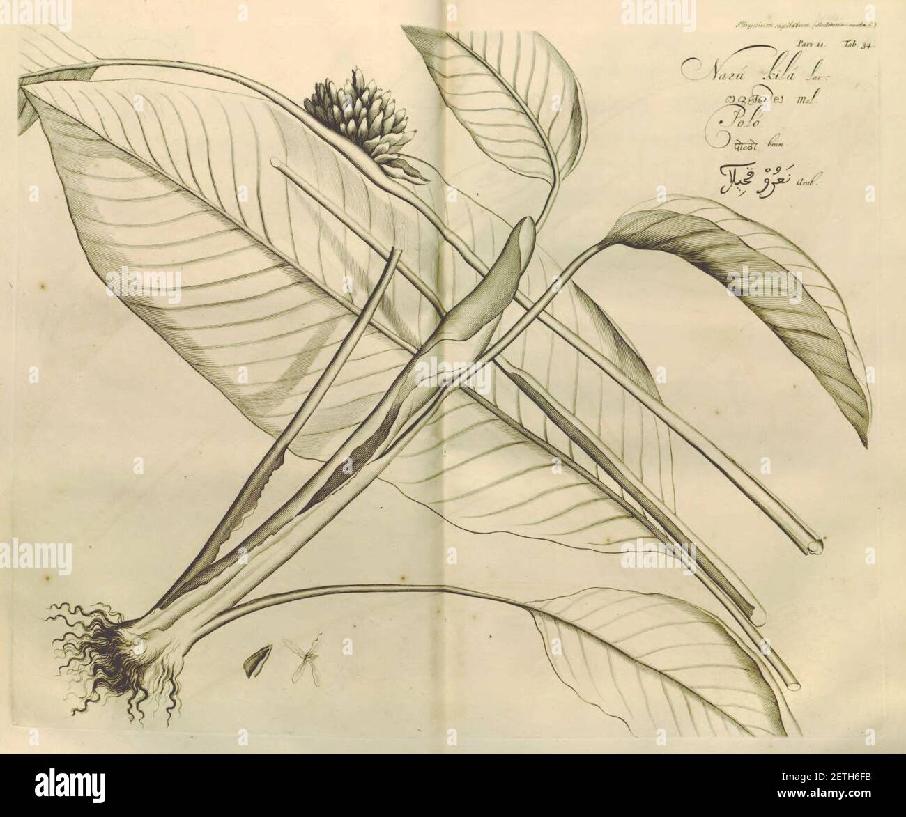 Phrynium capitatum (Pontederia ovata L Stock Photo - Alamy