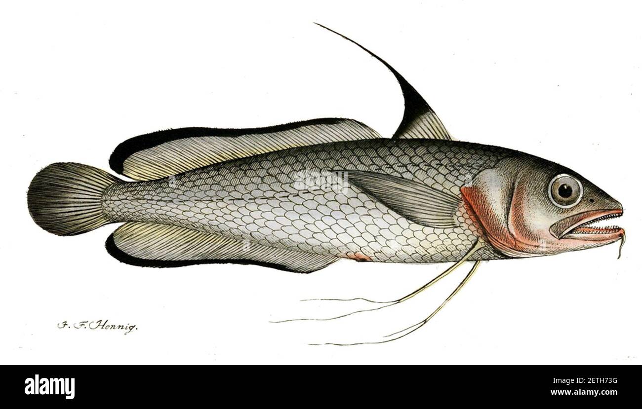 Phycis phycis hi-res stock photography and images - Alamy