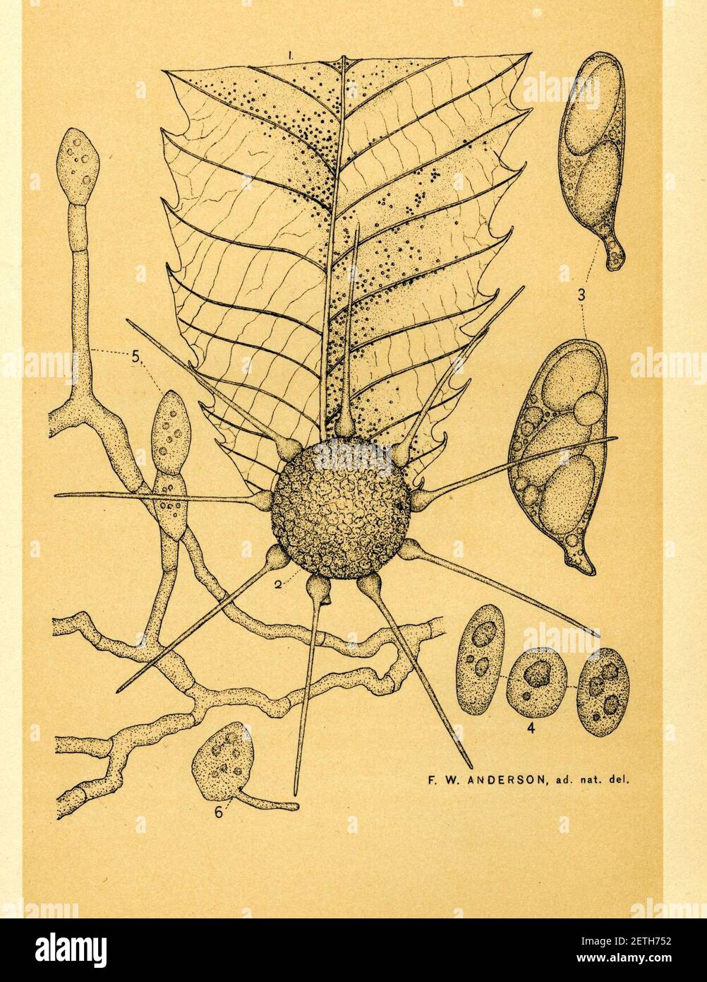 Phyllactinia hi-res stock photography and images - Alamy