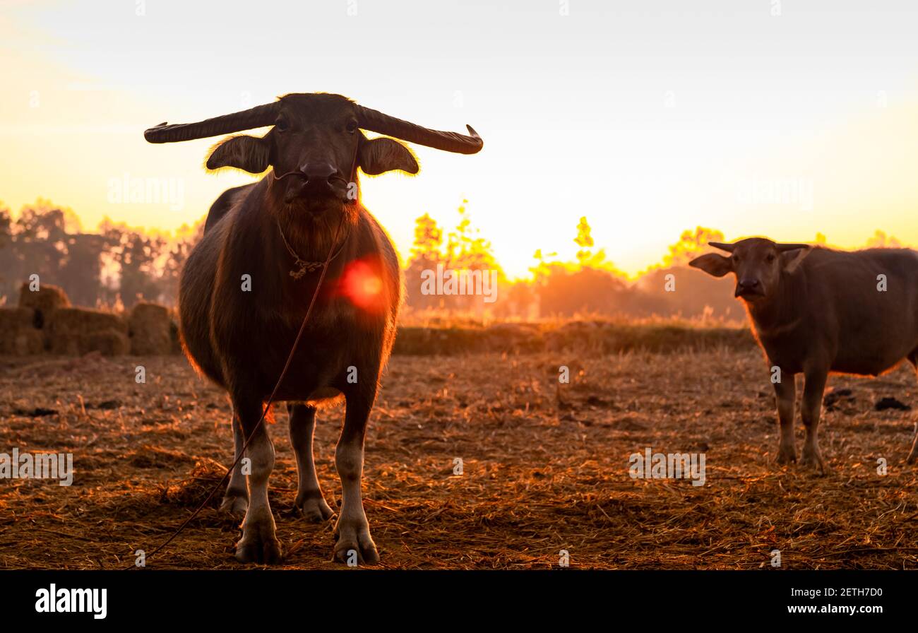 Swamp buffalo at a harvested rice field in Thailand. Buffalo mother and ...