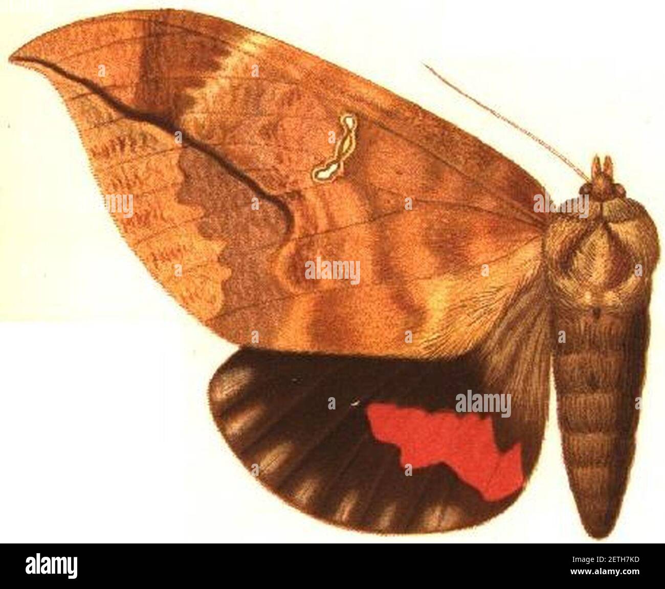 Phyllodes imperialis hi-res stock photography and images - Alamy