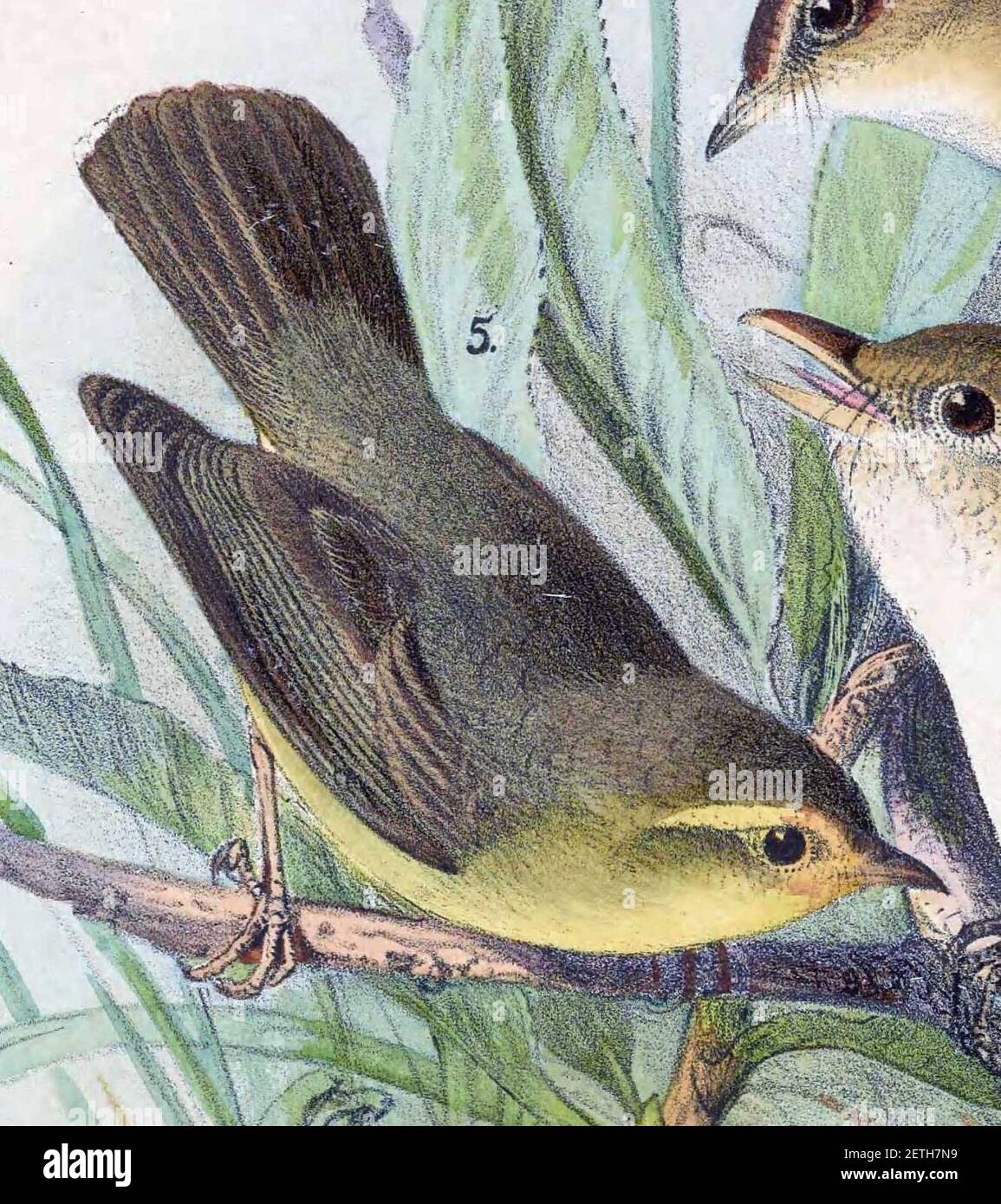 Phylloscopus affinis hi-res stock photography and images - Alamy