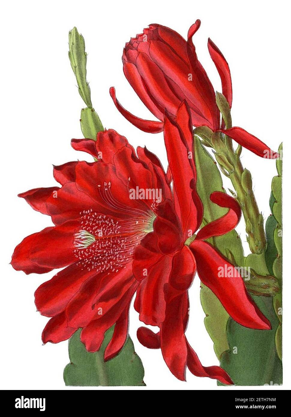 Phyllocactus hi-res stock photography and images - Alamy