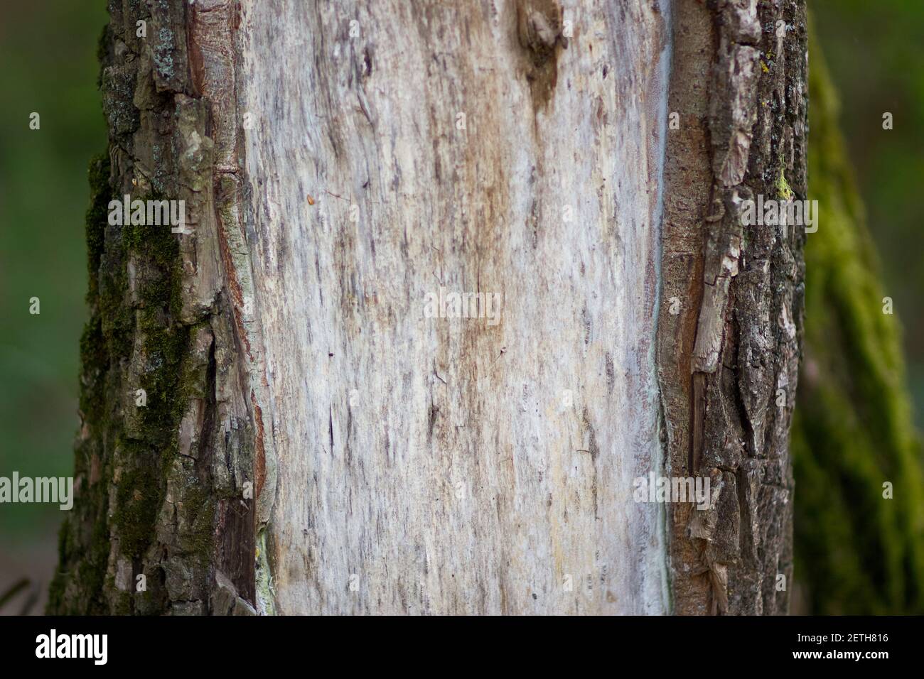 The cut bark reveals the tree trunk Stock Photo - Alamy