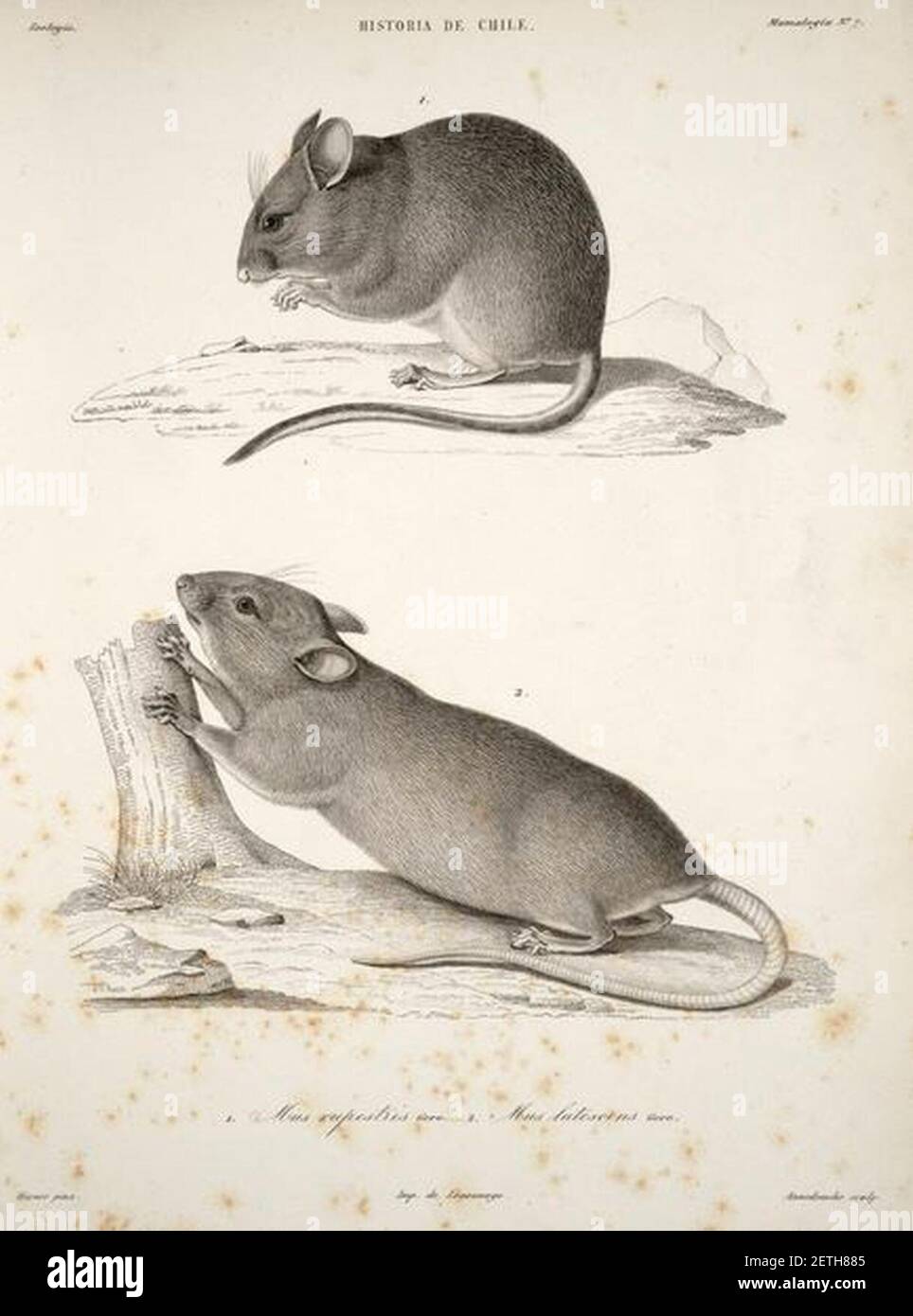 Phyllotis xanthopygus Rattus norvegicus Stock Photo - Alamy