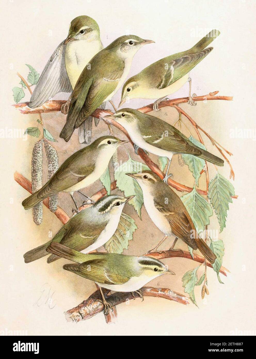 Phylloscopus trochiloides viridanus hi-res stock photography and images ...