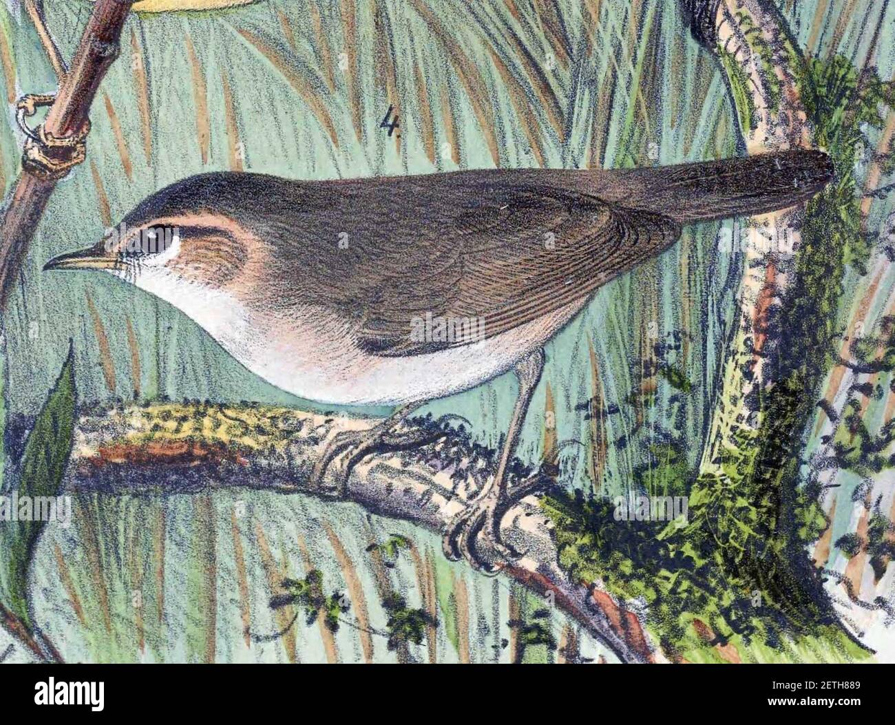 Phylloscopus fuscatus hi-res stock photography and images - Alamy
